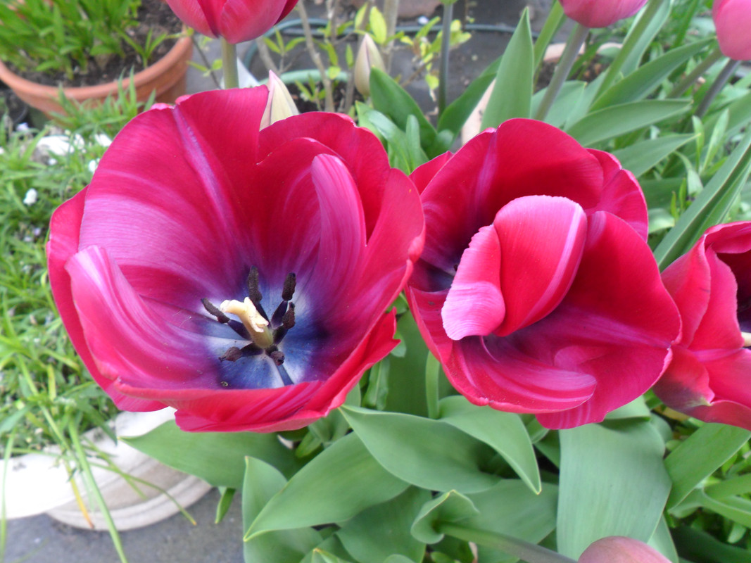 SAM 1803 — Postimages