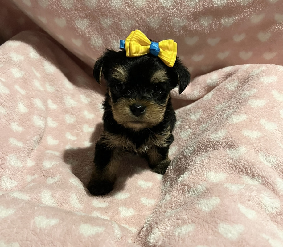 DDA588 B2 7415 492 F B4 DA CD450 BA92 D03 — Postimages