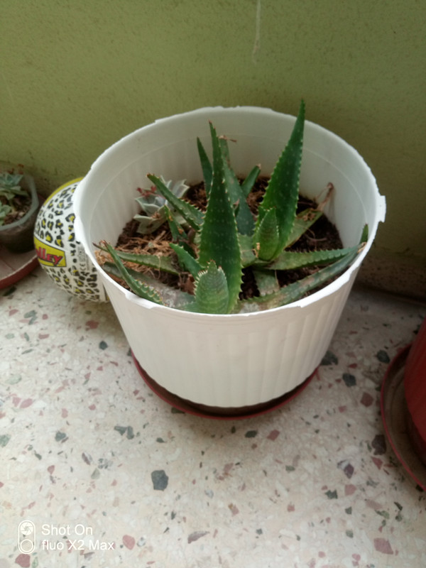 IMG 20230624 175911 — Postimages