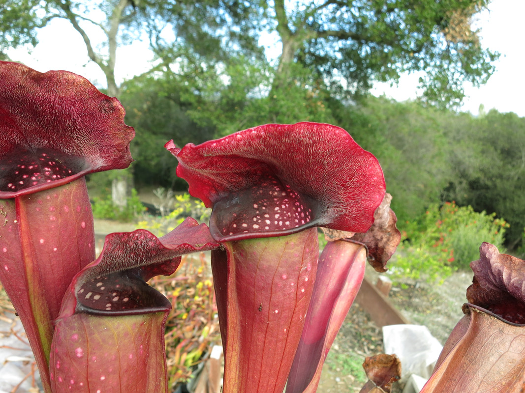 IMG 9182 — Postimages