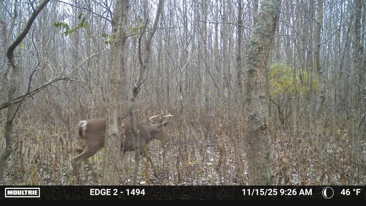 MI Deer Opener - 24hourcampfire