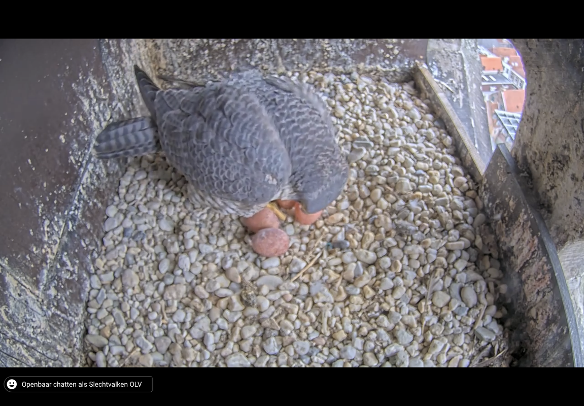 297 CBC23 CBDC 4856 BB24 B36 ABD9 F0319 — Postimages