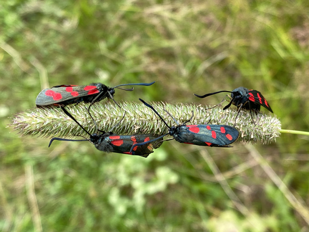 IMG 0035 — Postimages