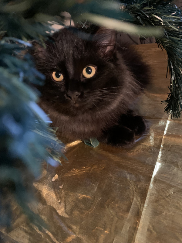 IMG 9975 — Postimages