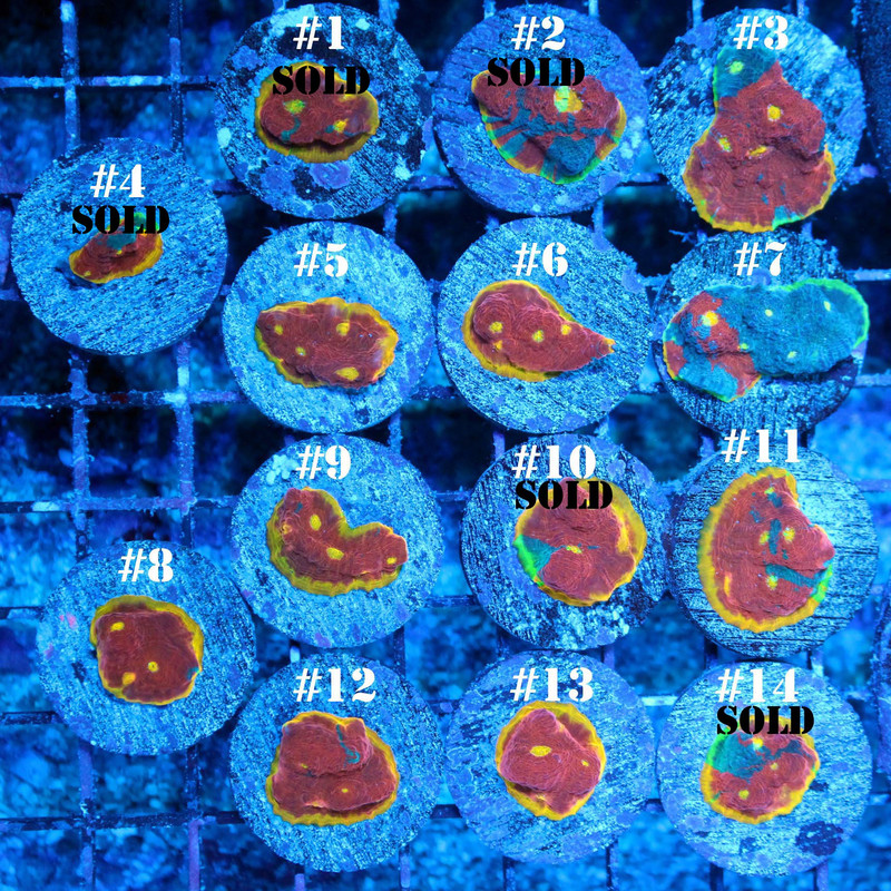 IMG 5506 — Postimages