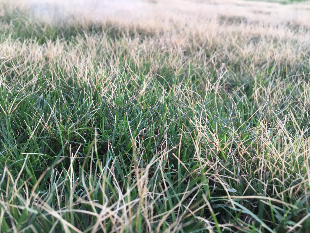 Bermuda grass with "bleached" tips | Lawn Care Forum