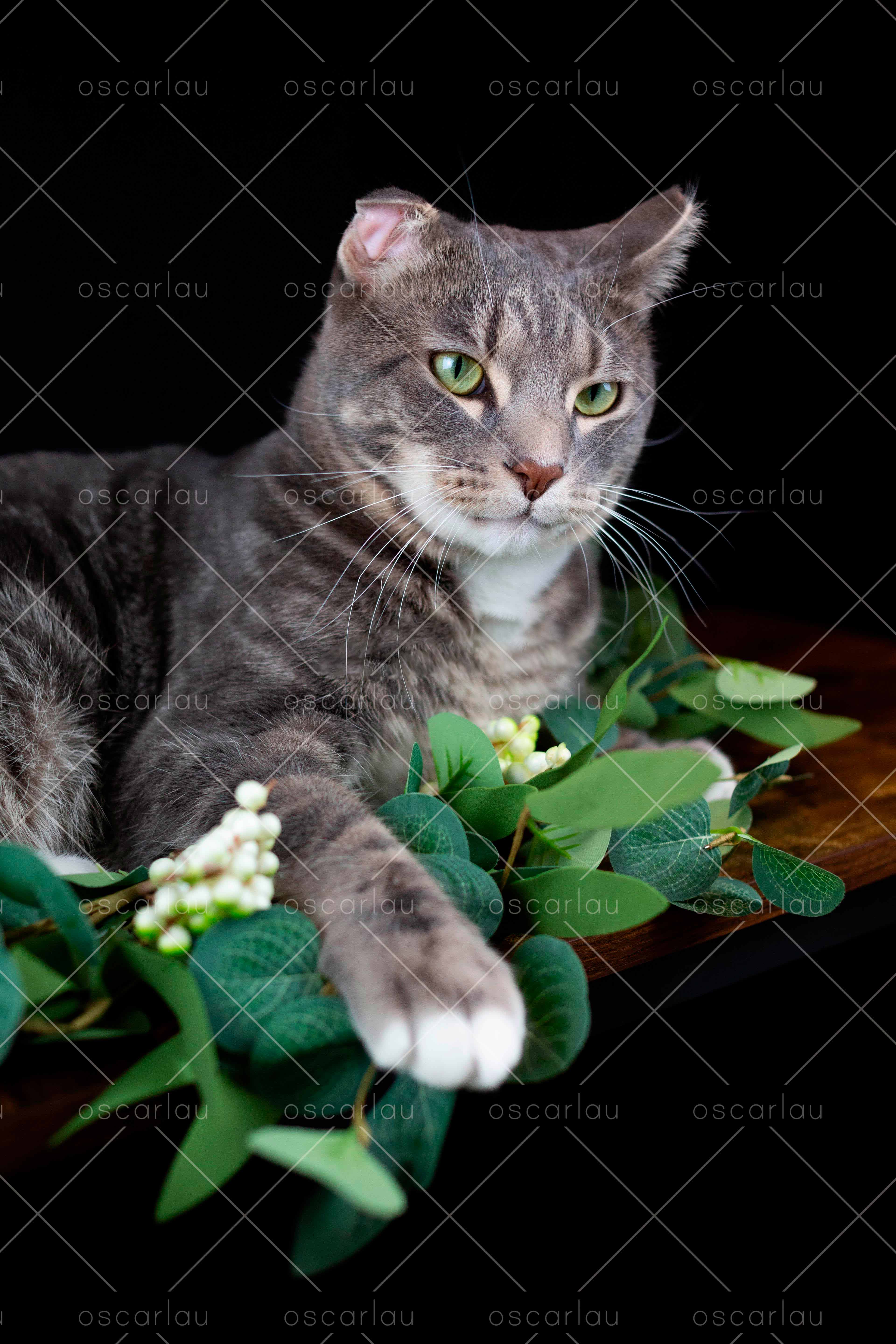 cat leaf WM — Postimages