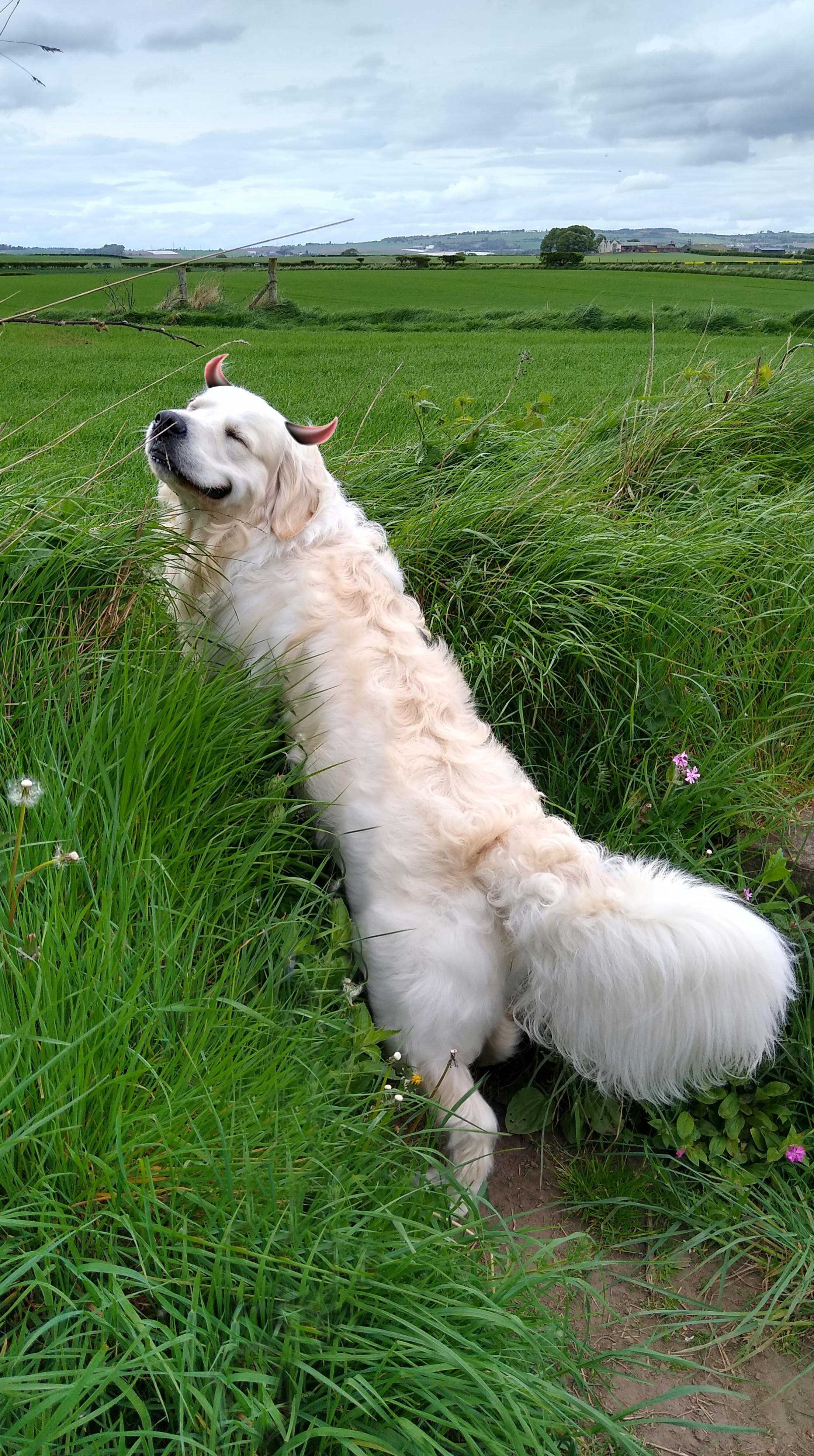 devil doge — Postimages