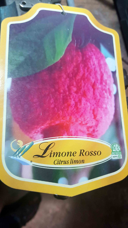 etiquette citron rouge — Postimages