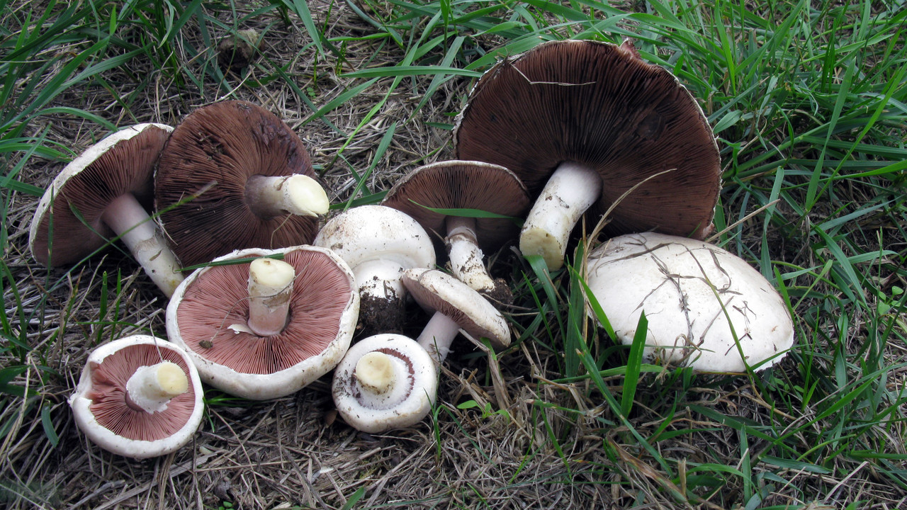Agaricus campestris AWP 20201009 — Postimages