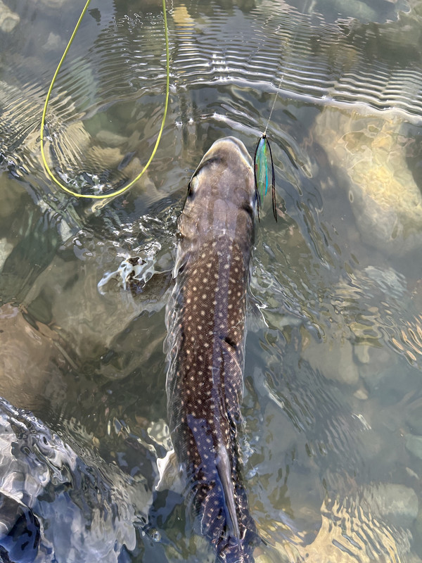 IMG 0906 — Postimages