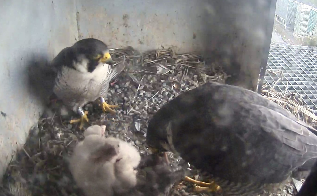 67 FEE176 ED47 4 F68 9 C02 776670401 B06 — Postimages