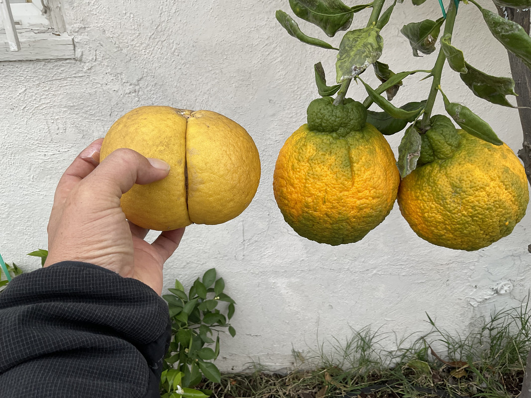 IMG 1071 — Postimages