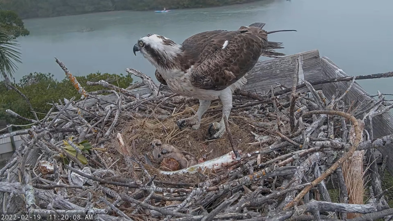 Screenshot 1551 — Postimages