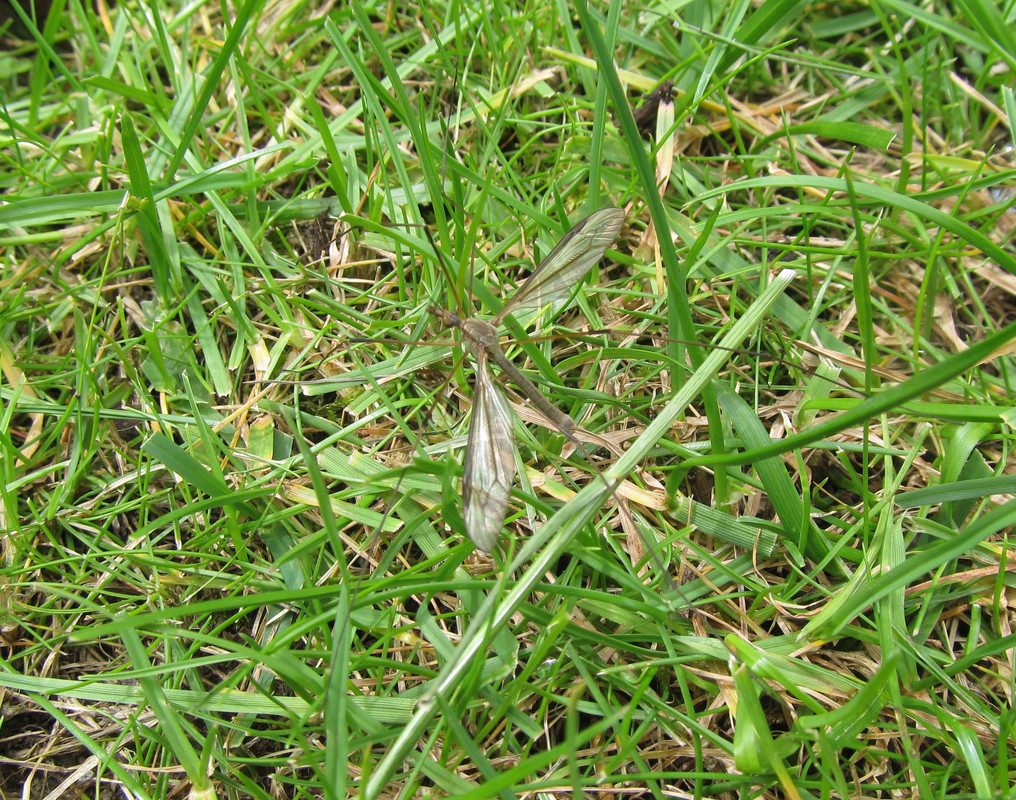 crane fly — Postimages