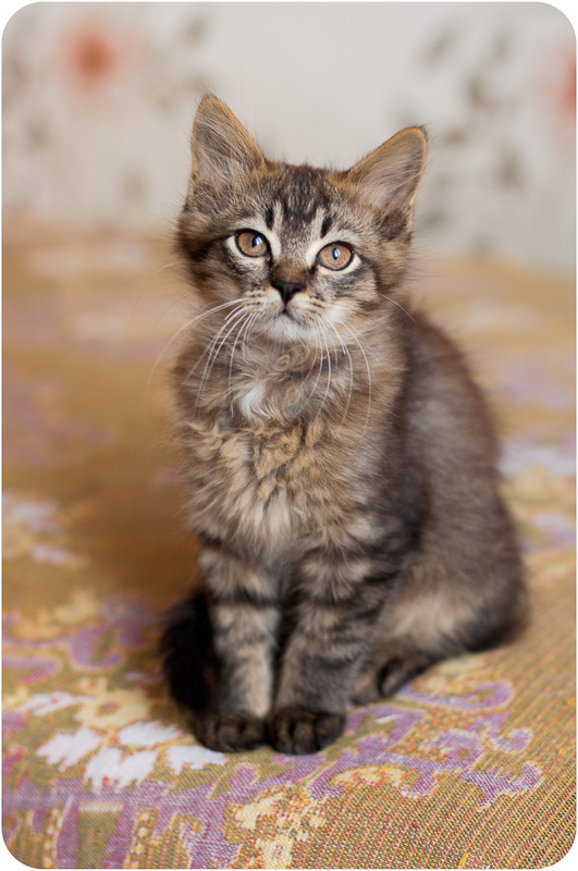 kitty 6 — Postimages