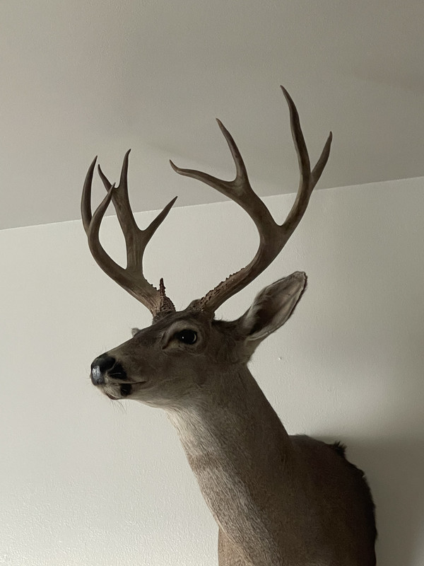 E21 BC113 7996 4 EF4 8149 F26522 F052 CC — Postimages