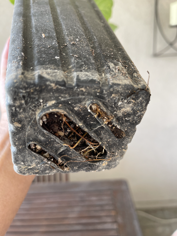 Negra d Agde Roots — Postimages