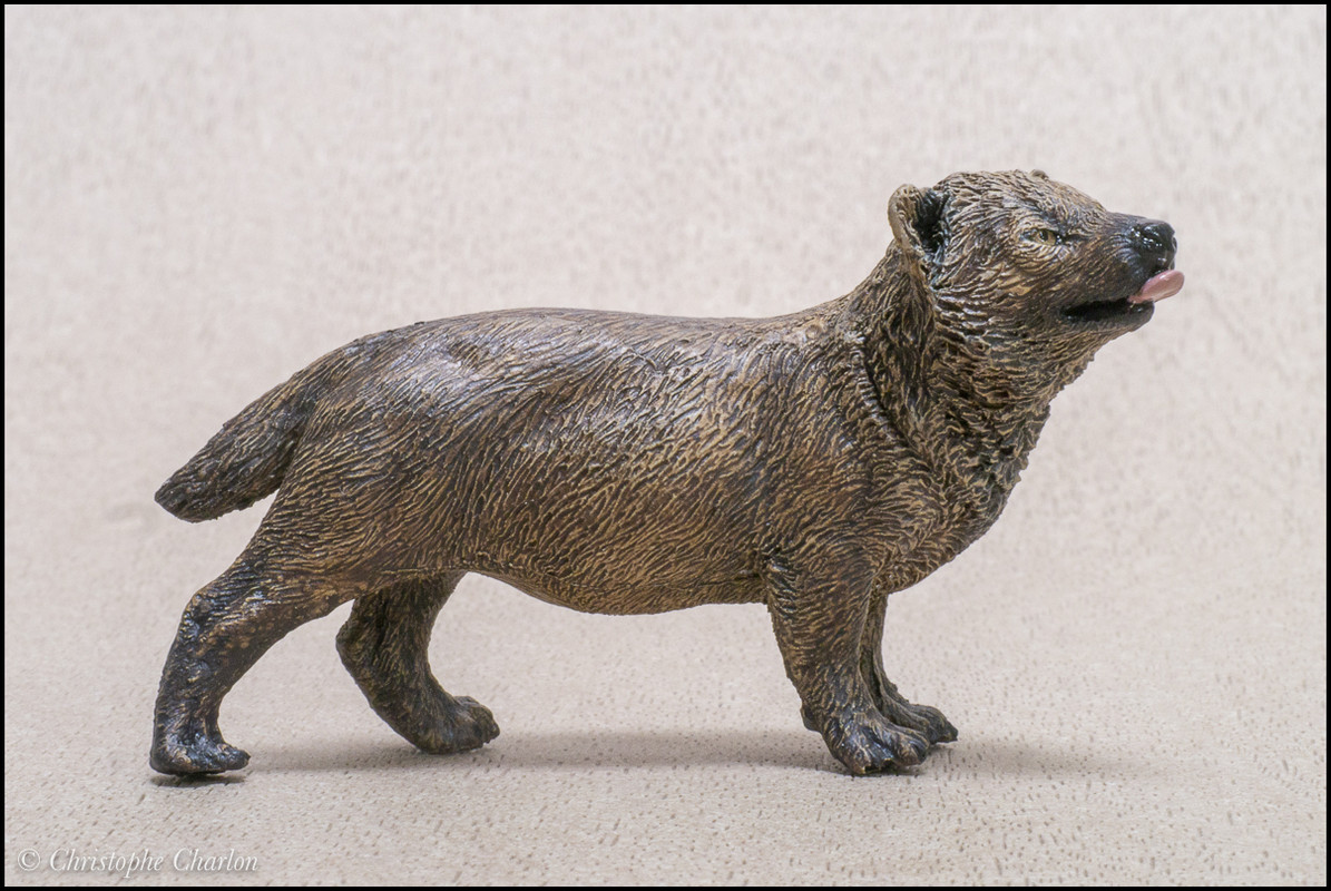 BEAUTYofBEASTS Bush dog: a walkaround by Kikimalou