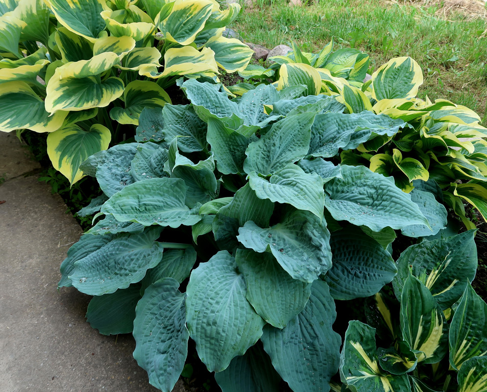 Хоста Her Eyes Were Blue 1 — Postimages