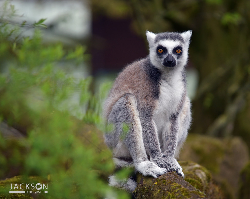 JAC 1243 c kl cr — Postimages