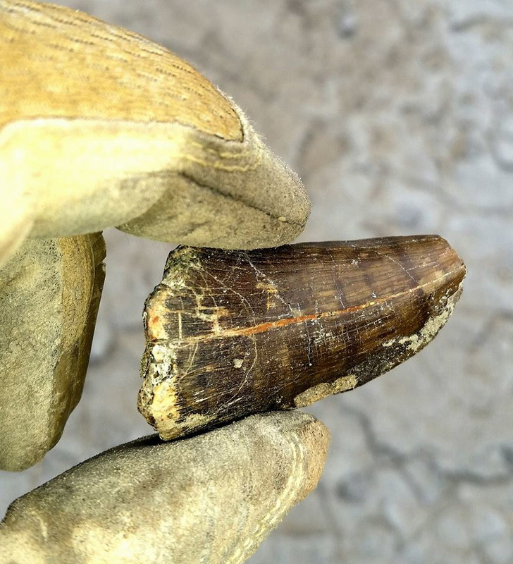 tooth (1) — Postimages