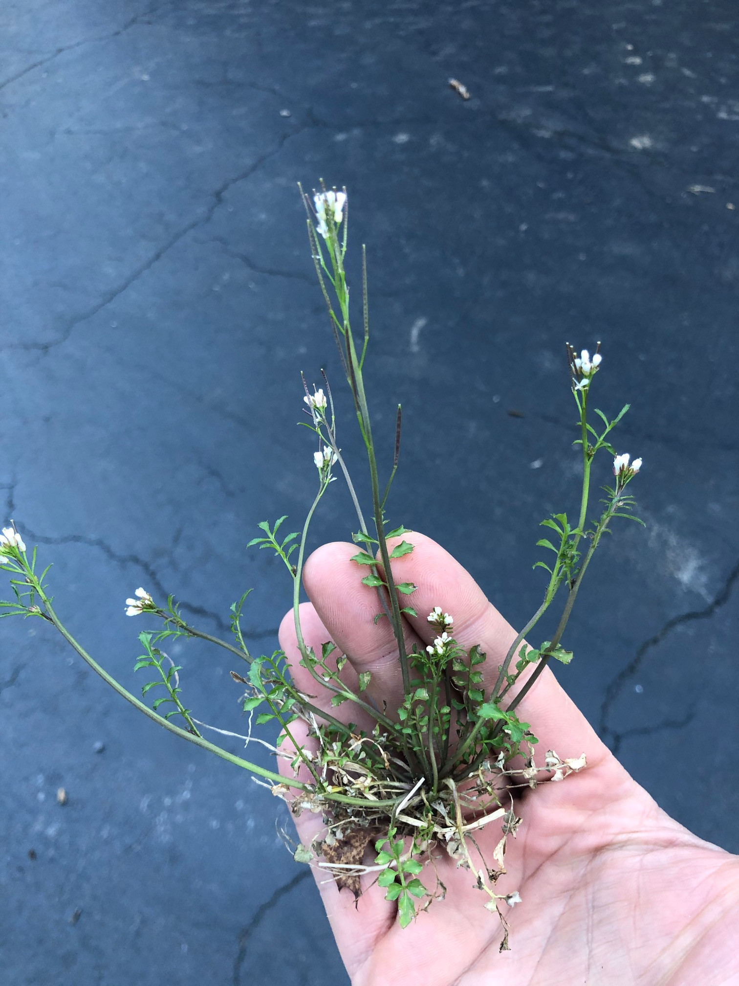 image1 (3) — Postimages