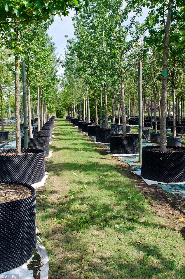 air root pruning pots trees — Postimages