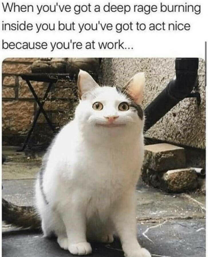 Cat have to be nice at work — Postimages