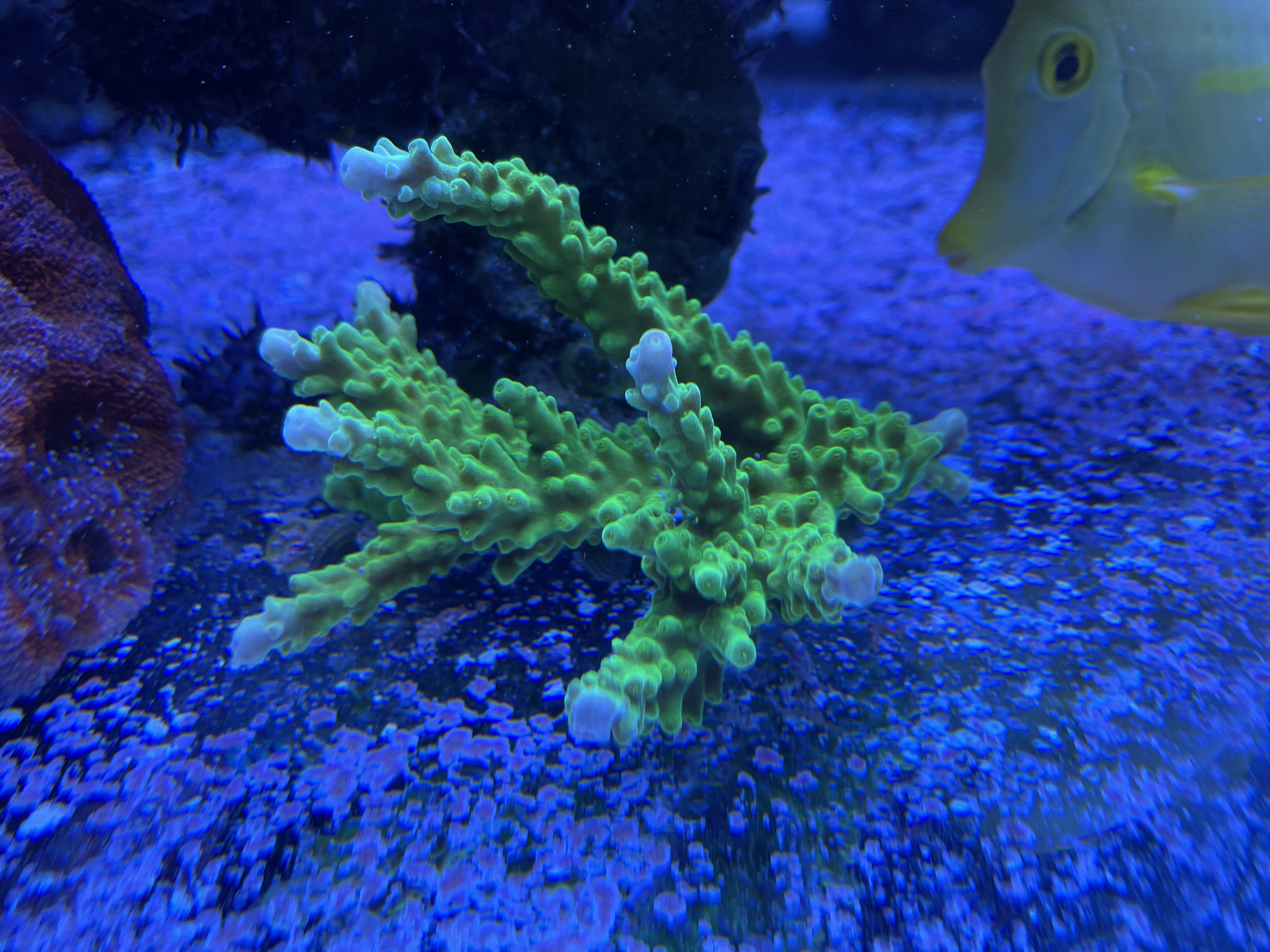 Austera — Postimages