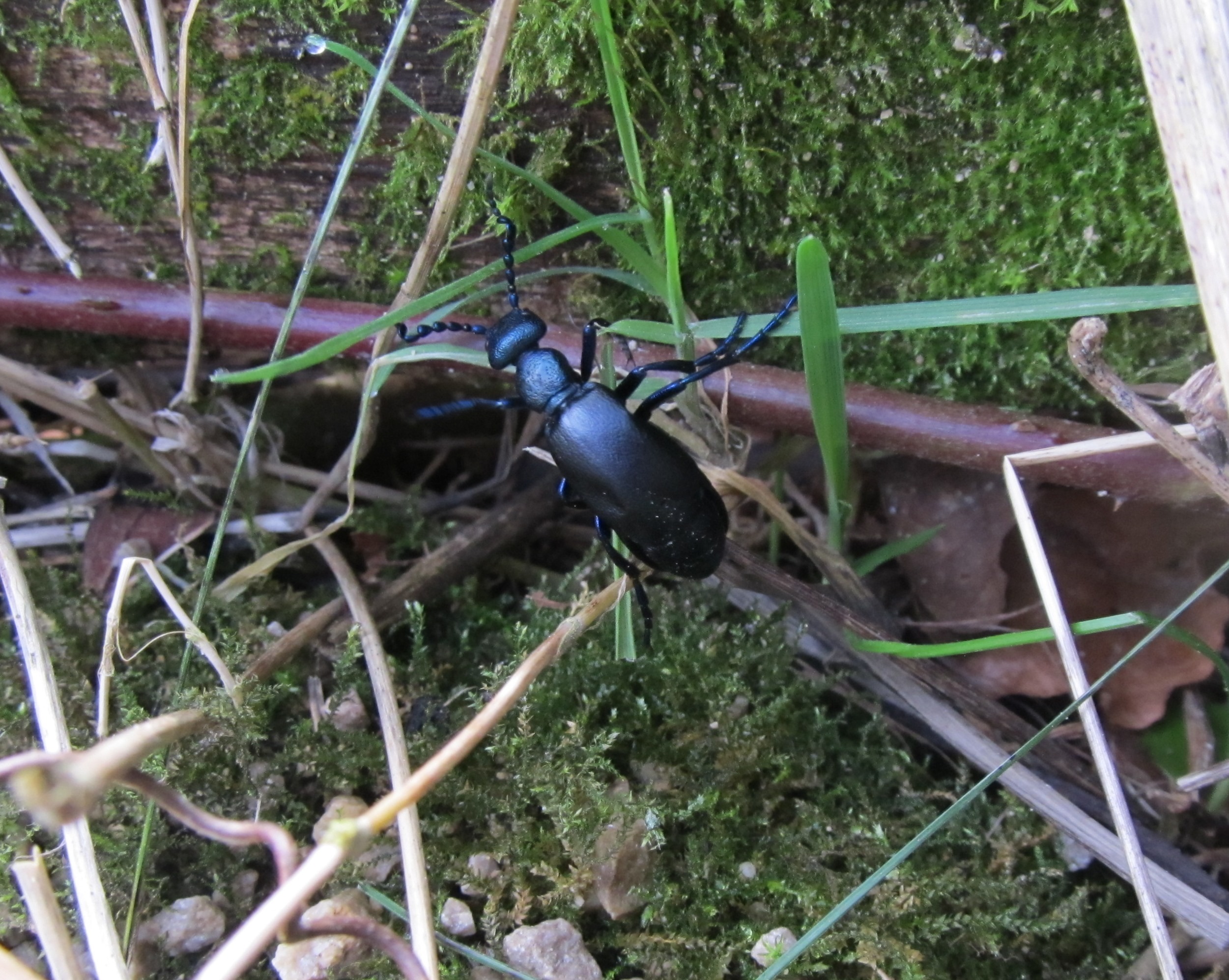 oil beetle — Postimages