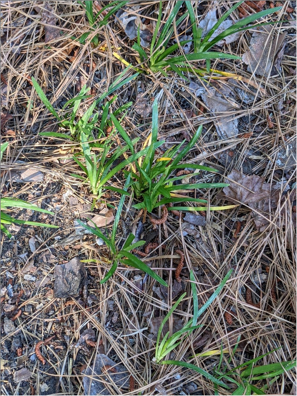 i view64 Iv Ia Gds4x7 — Postimages