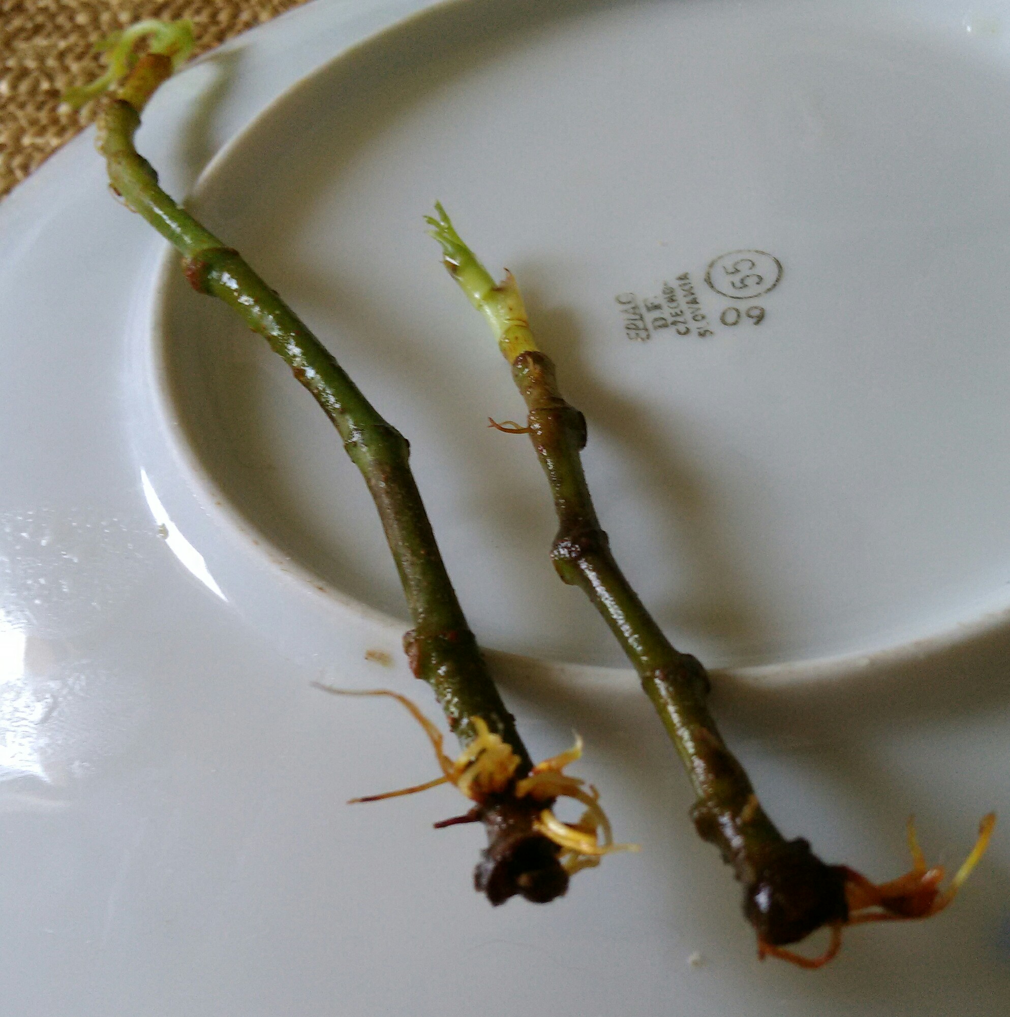 20230714 103549 — Postimages