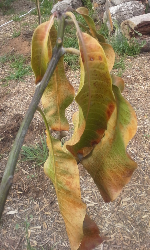 leaf damage Ong — Postimages