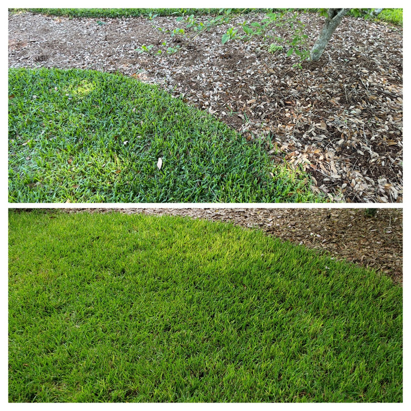 Yellowing St Augustine Lawn Care Forum 8201