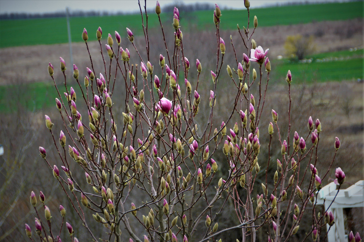 IMG 3240 — Postimages