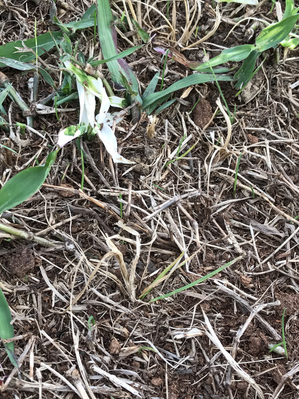 IMG 1588 — Postimages