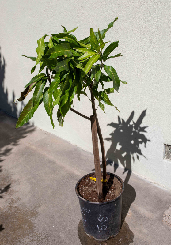 Orange Sherbert Mango Tree 8 30 2019 — Postimages