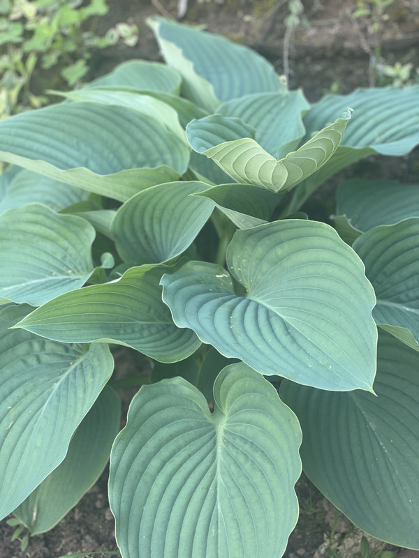 IMG 3130 — Postimages