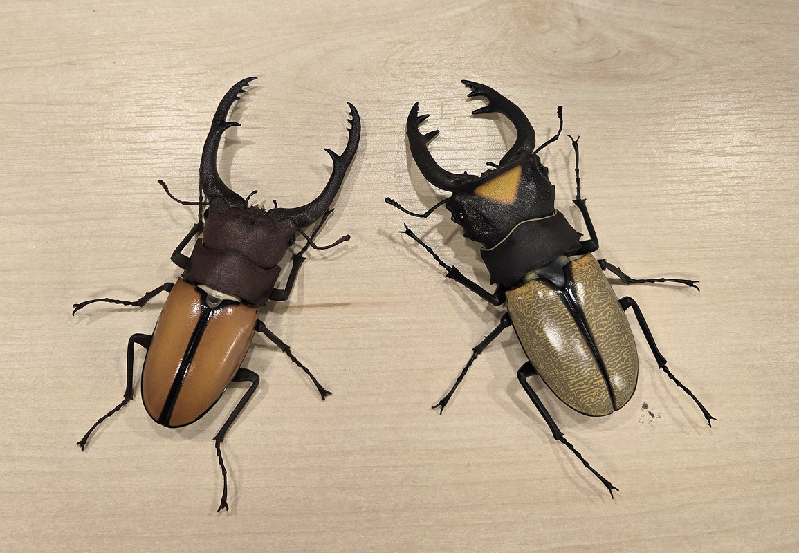 DOLOE Stag Beetles09 — Postimages