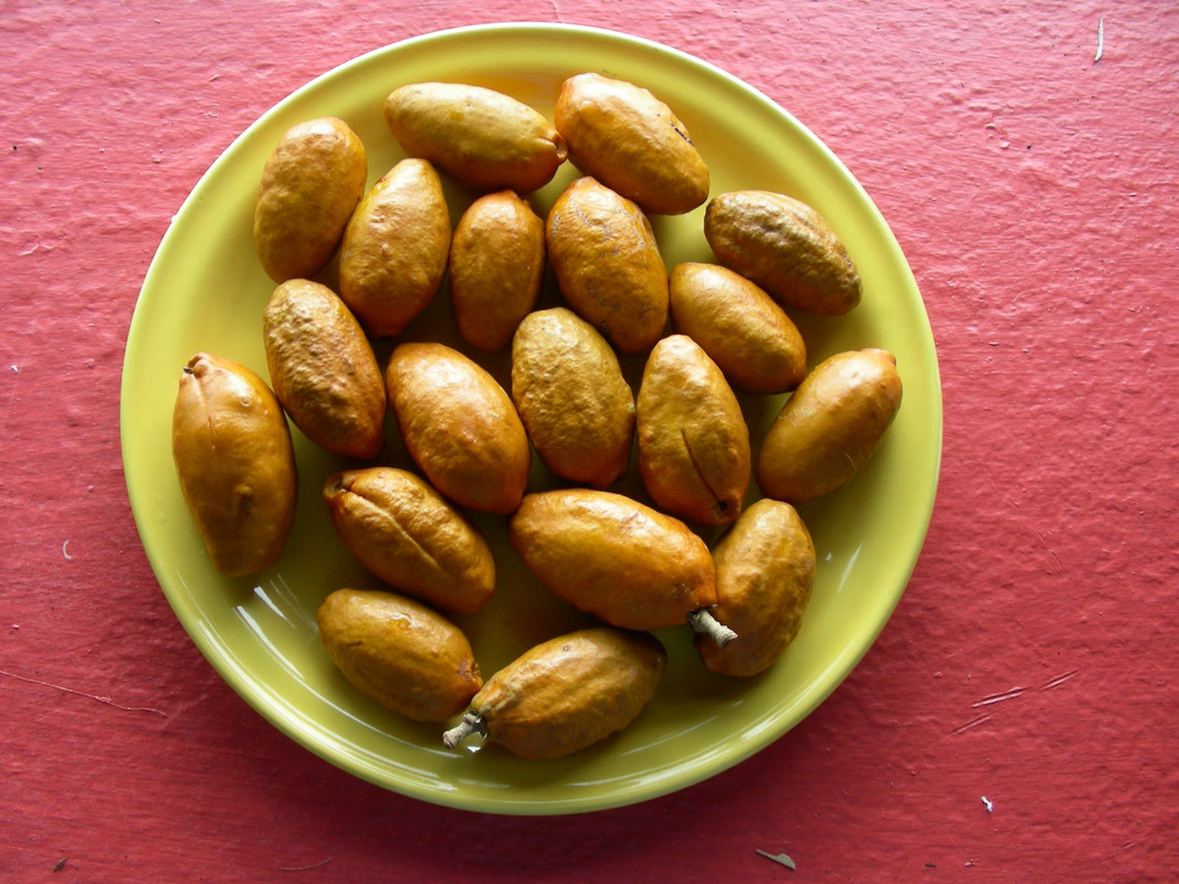 Olosapo Couepia polyandra — Postimages