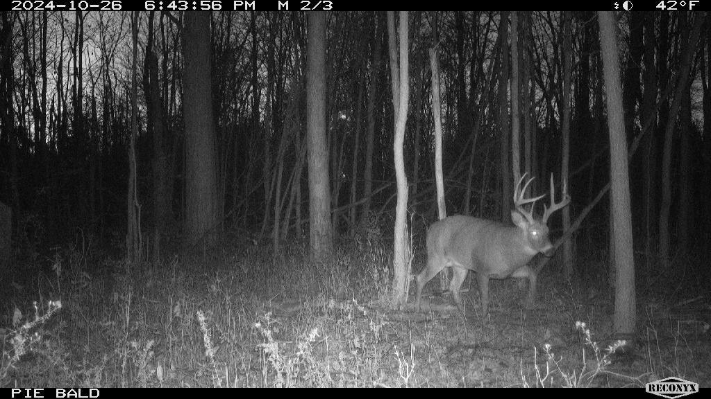 Live From My Stand 2024 - 24hourcampfire