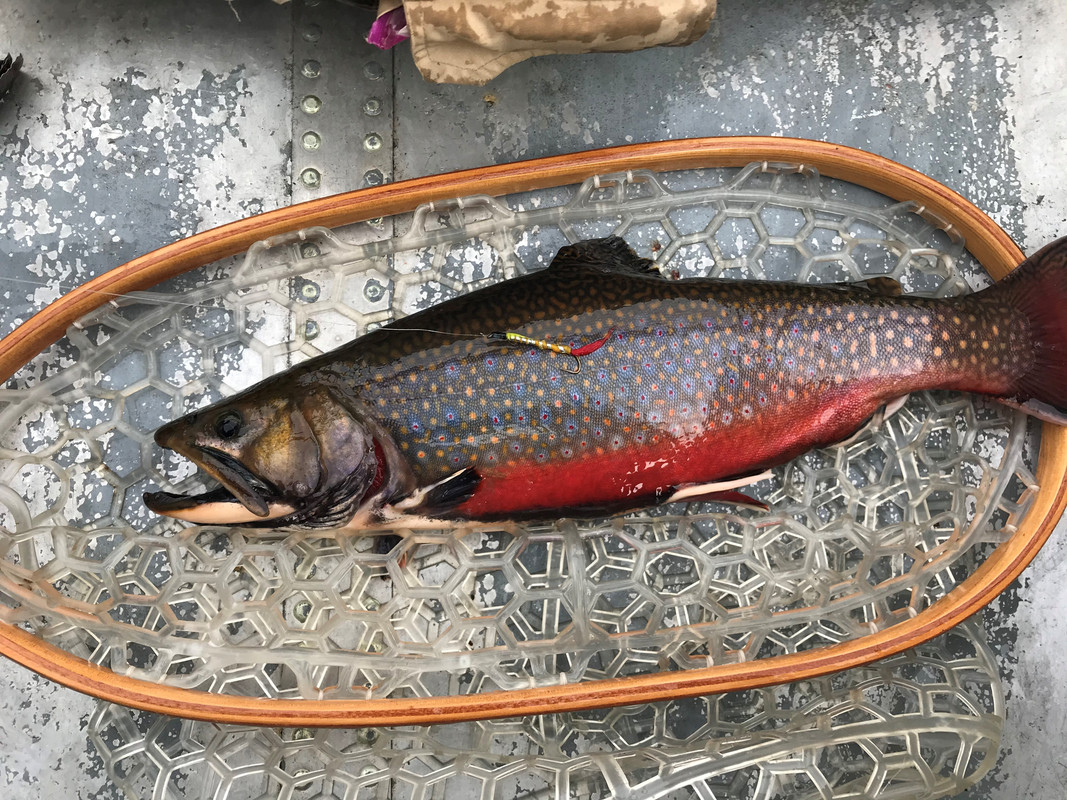 IMG 0412 last year fish 2 (2) — Postimages