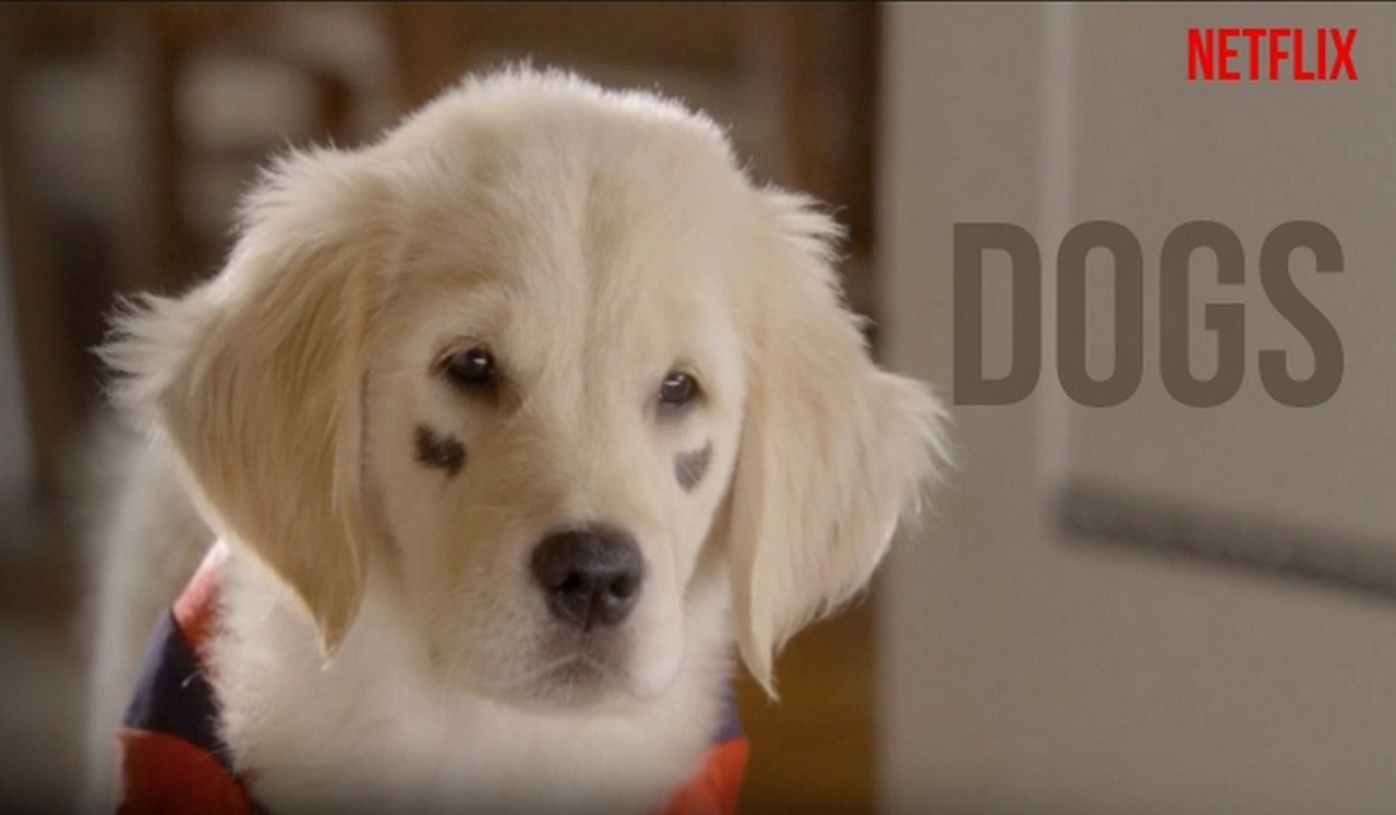 Netflix Dogs Season 2 Is Coming and Theyre Looking for Your Pups ...