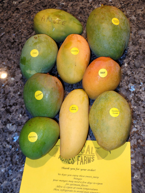 Mango Box June25 2 — Postimages