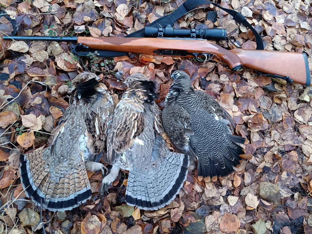 Anyone finding grouse in Maine? - 24hourcampfire