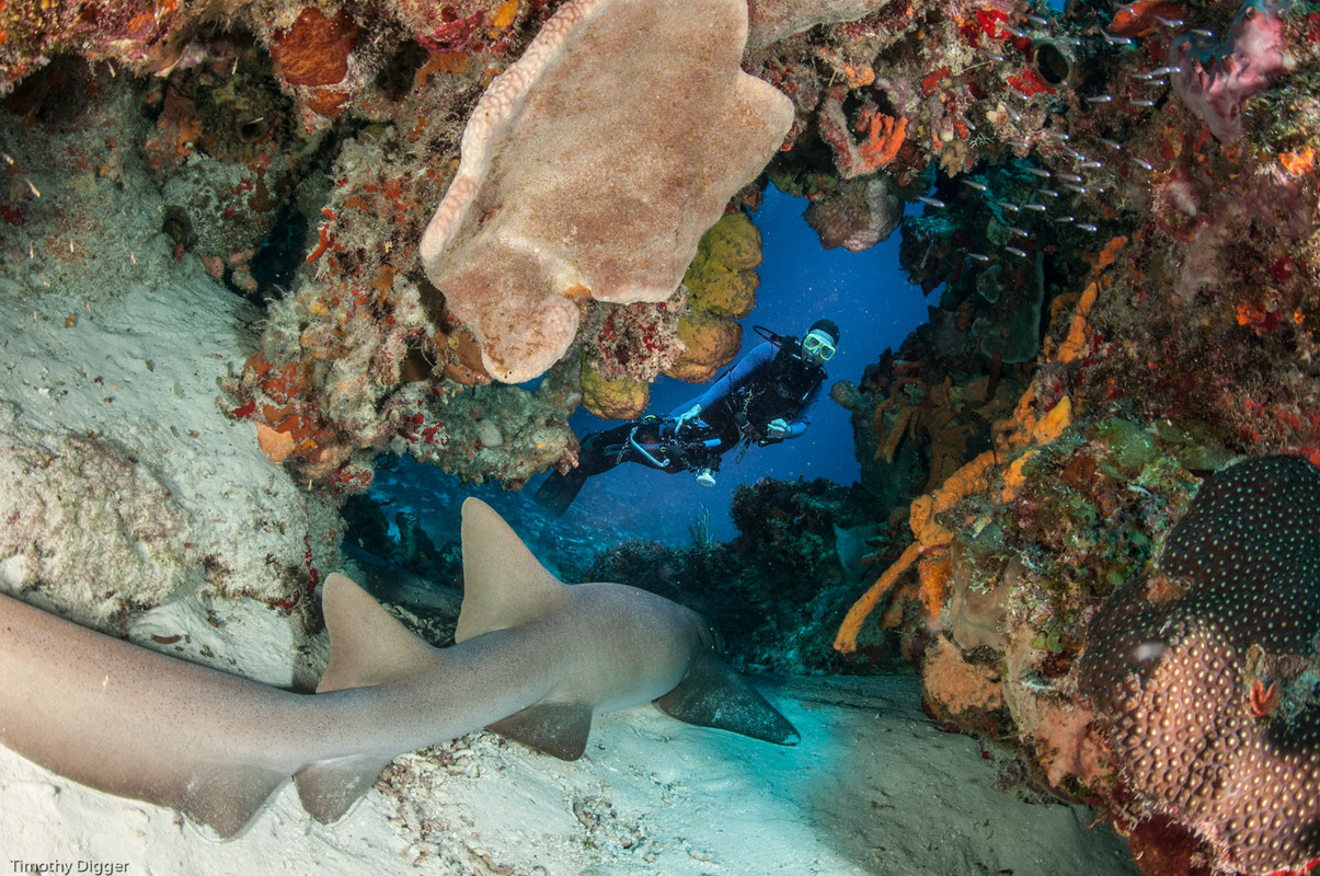 comp 7186 — Postimages