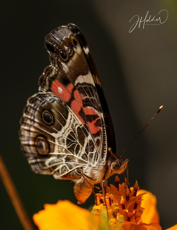 IMG 2539 — Postimages