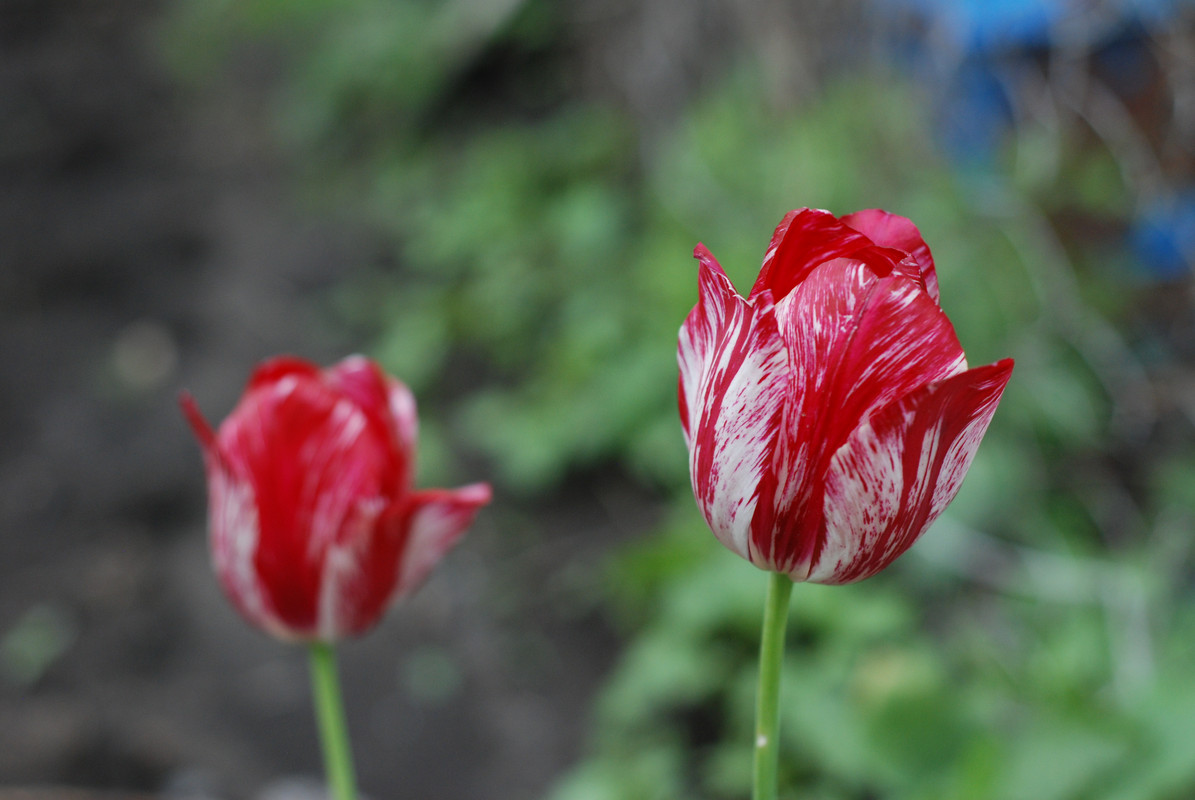 DSC 0948 — Postimages