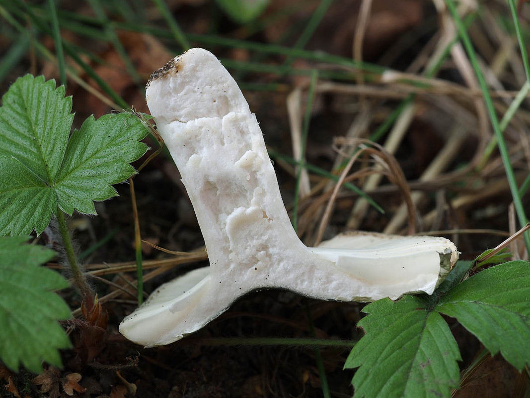 Russula sp2 3 4 SAE 20200805 — Postimages